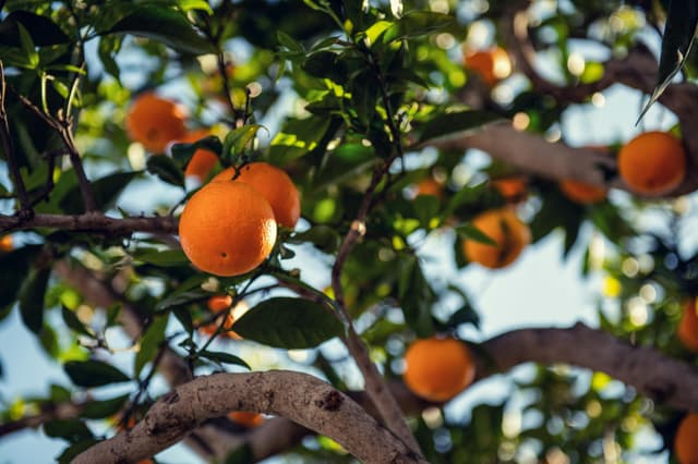 Orange Talents